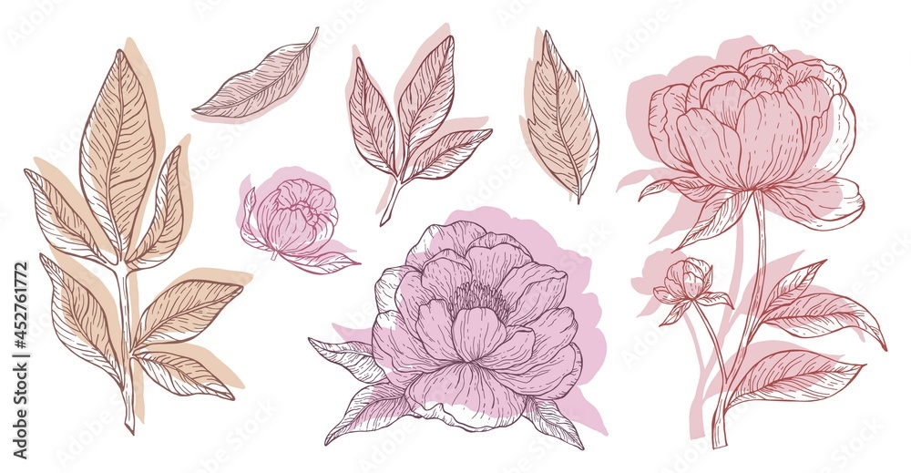 Pastel pink floral line art set on white background. Beautyful peonies ...