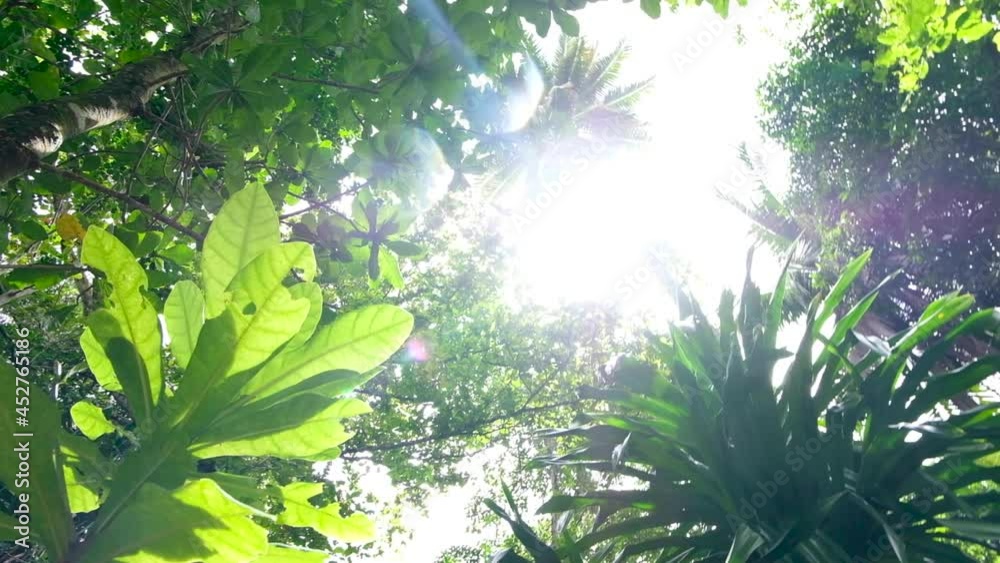 Immersed in magical looking dense rainforest jungle, trees and plants ...