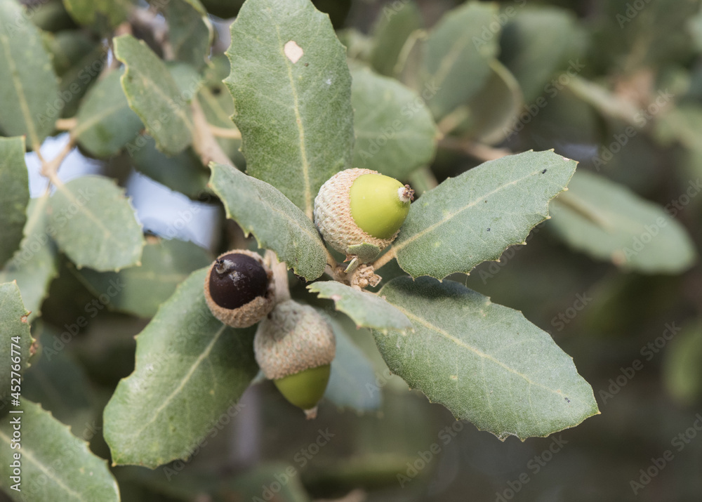 Quercus ilex subs ballota still immature green acorns with green oak leaves with bluish tones on ...