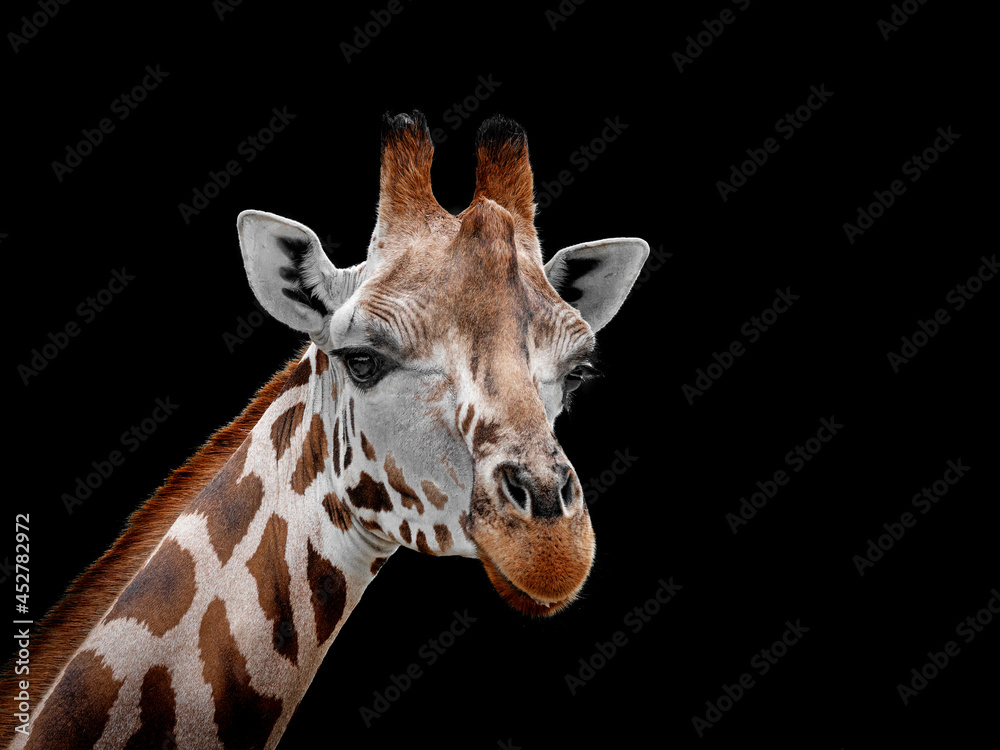 portrait of giraffe on black background Stock Photo | Adobe Stock