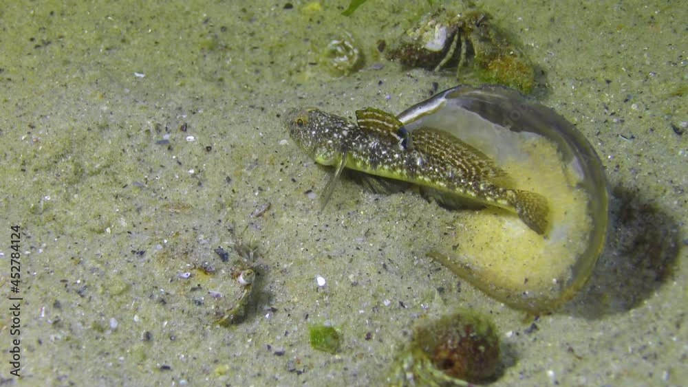 Marbled goby (Pomatoshistus marmoratus) male protects his nest under ...