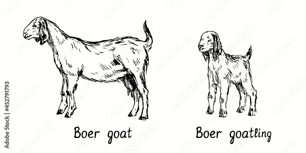 Boer goat and goatling standing side view. Ink black and white doodle ...