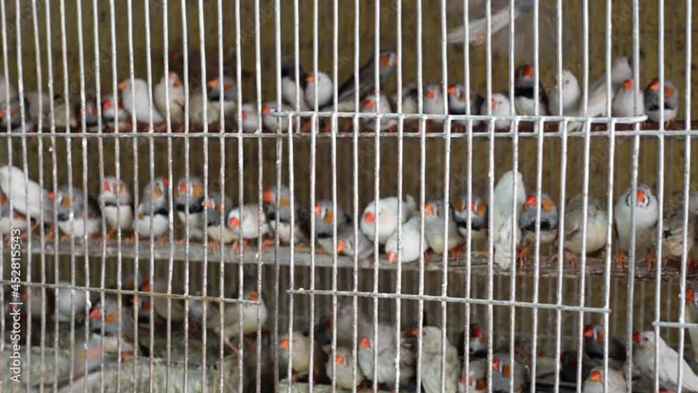 Zebra finch and white finch (CFW) birds of different colors are eating ...