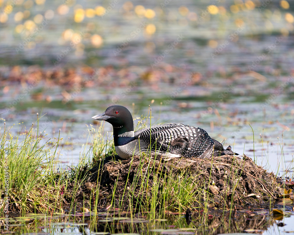 Common Loon Photo. Sitting and guarding the nest in the marsh water ...