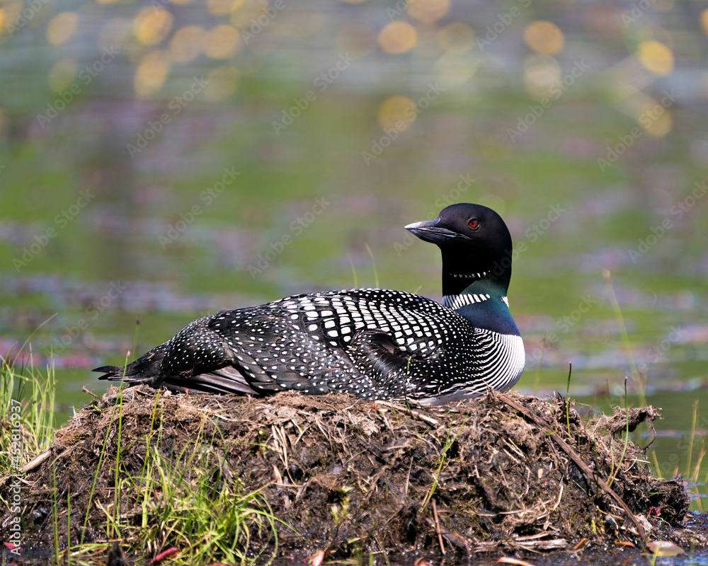 Common Loon Photo. Close-up view nesting on its nest with marsh grasses ...