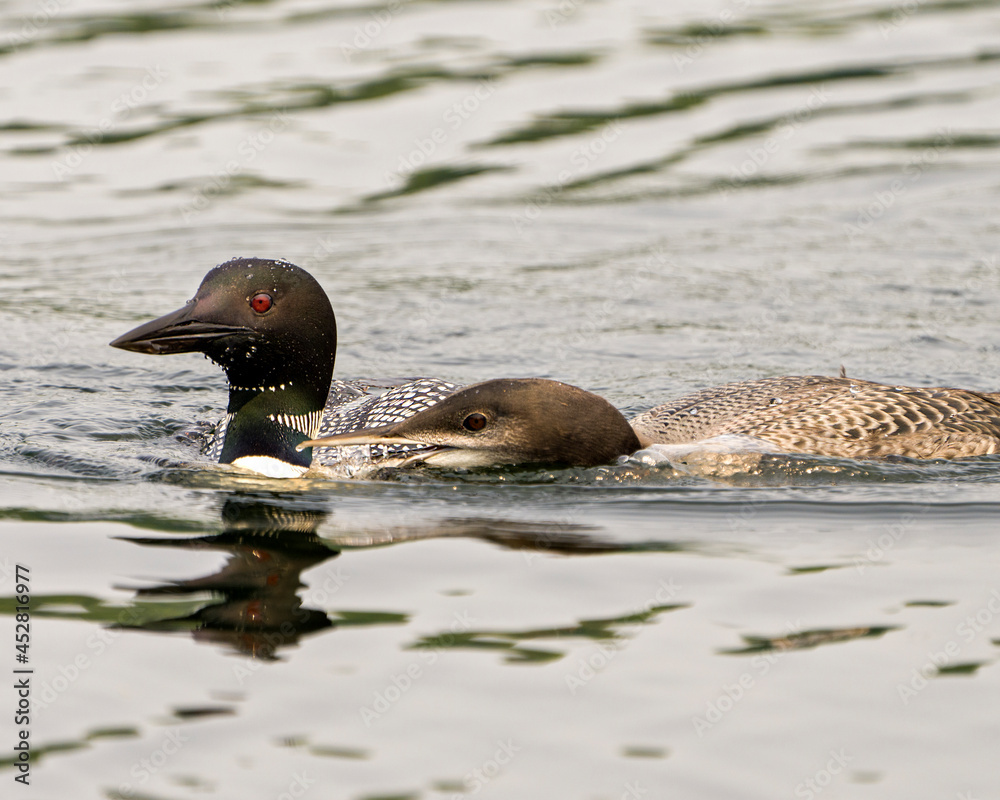Common Loon Photo. Loon with young immature baby loon in its growing ...