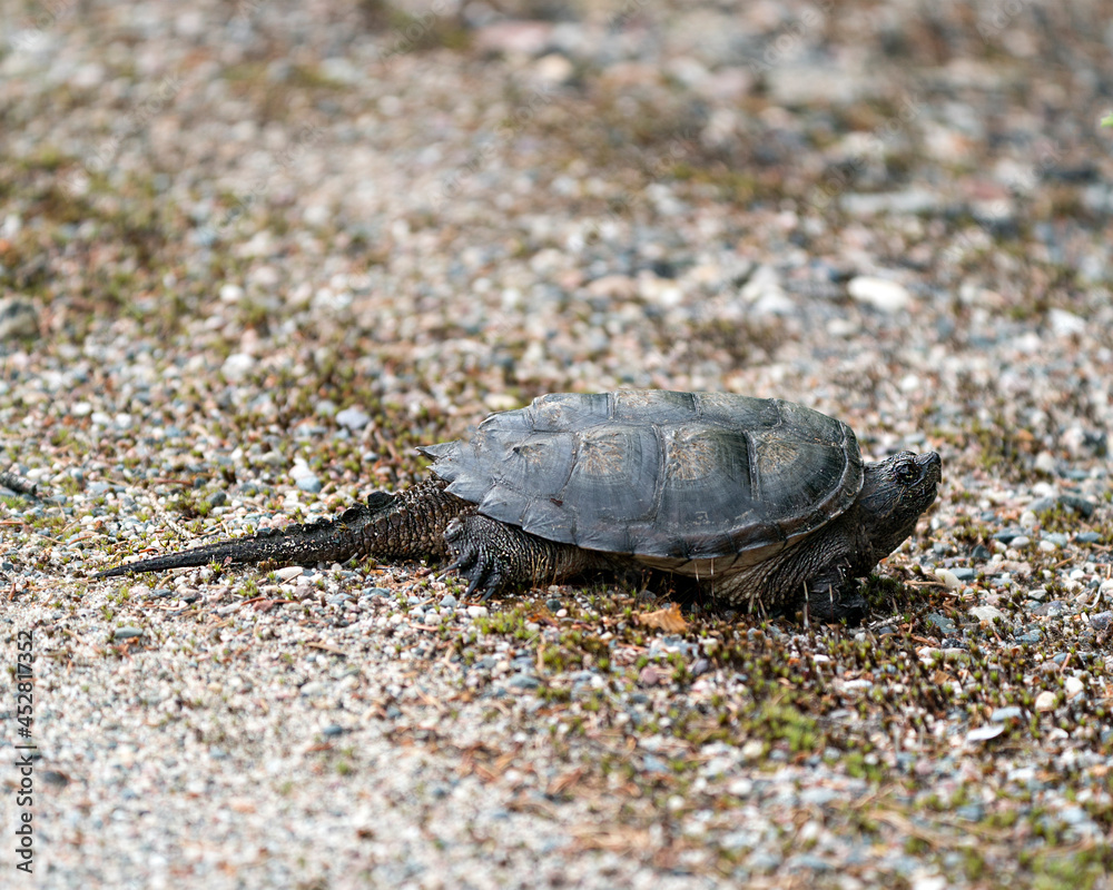 Snapping Turtle Stock Photo and Image. Close-up profile view walking on ...