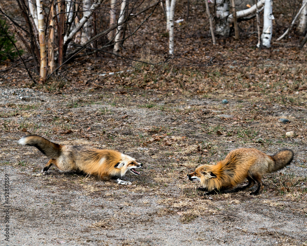 Red Fox Photo Stock. Fox Image. Couple interacting with birch trees ...