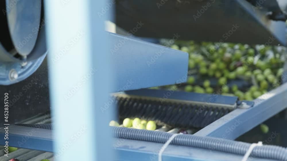 Olives sorted in olive sorting machine. Olives moving on the rails ...