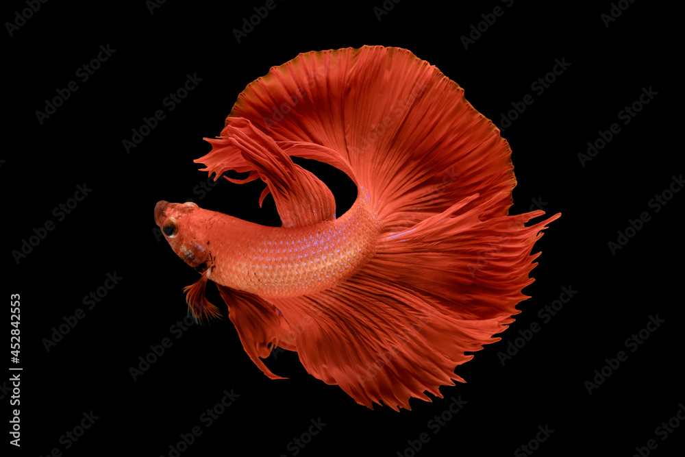 Red betta fish spread tail-feathers, siamese fighting fish, betta ...