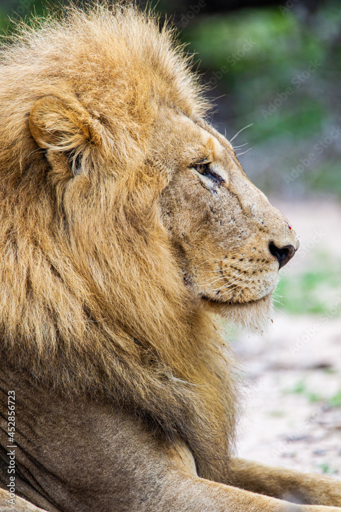 Male Lion Profile Sitting