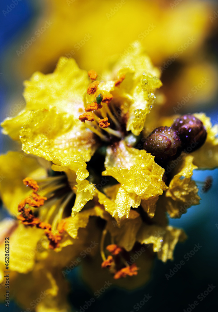 Peltophorum pterocarpum, known as copperpod, yellow-flamboyant ...