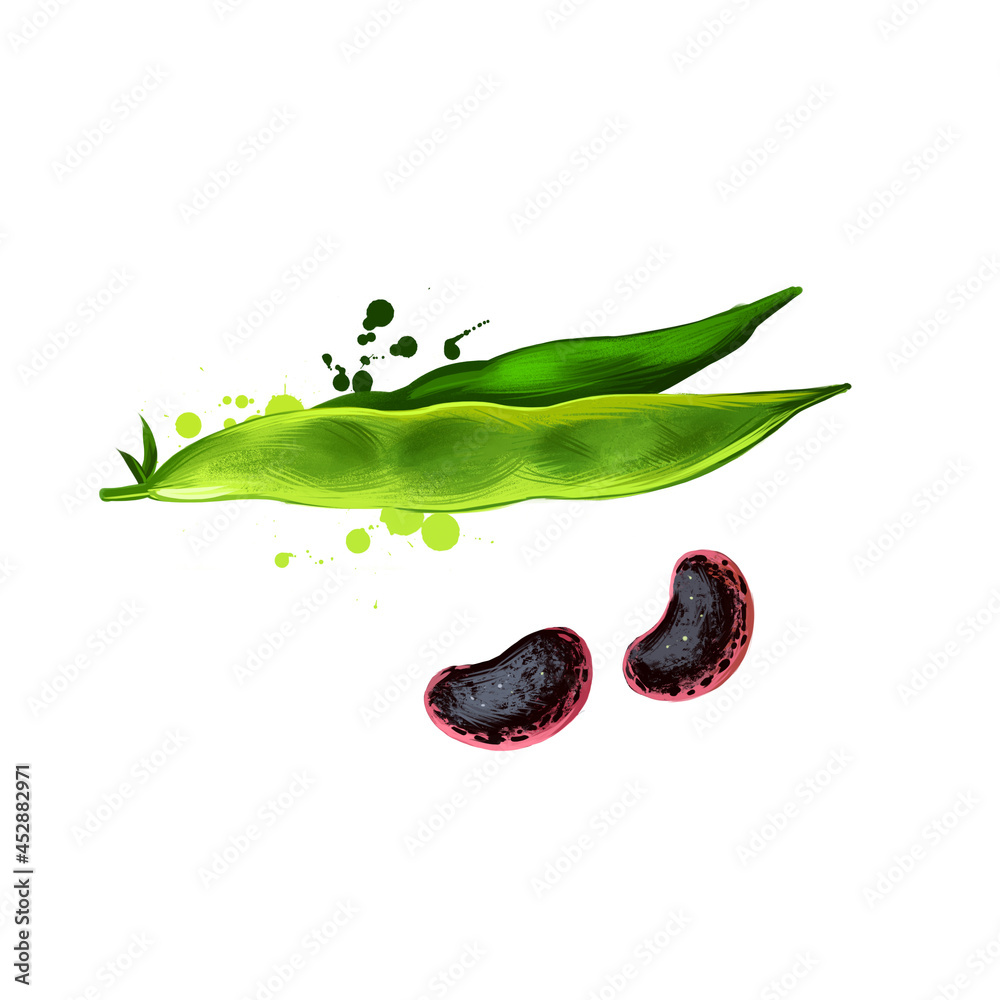 Runner beans isolated on white. Phaseolus coccineus, known as scarletr ...
