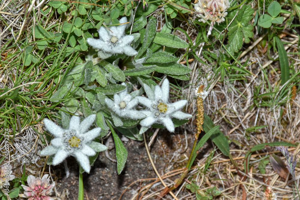 Edelweiß, Blume, Hochgebirge, Leontopodium nivale, Korbblütler, Alpen-Edelweiß, Alpenedelweiß ...