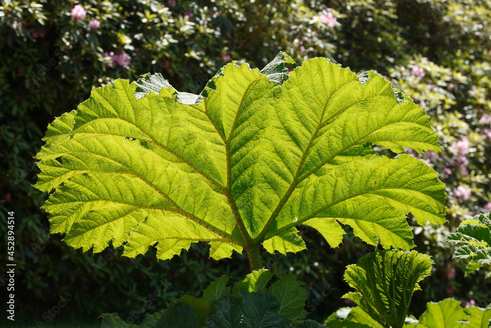 Mammutblatt oder Riesen-Rhabarber (Gunnera manicata), Deutschland ...