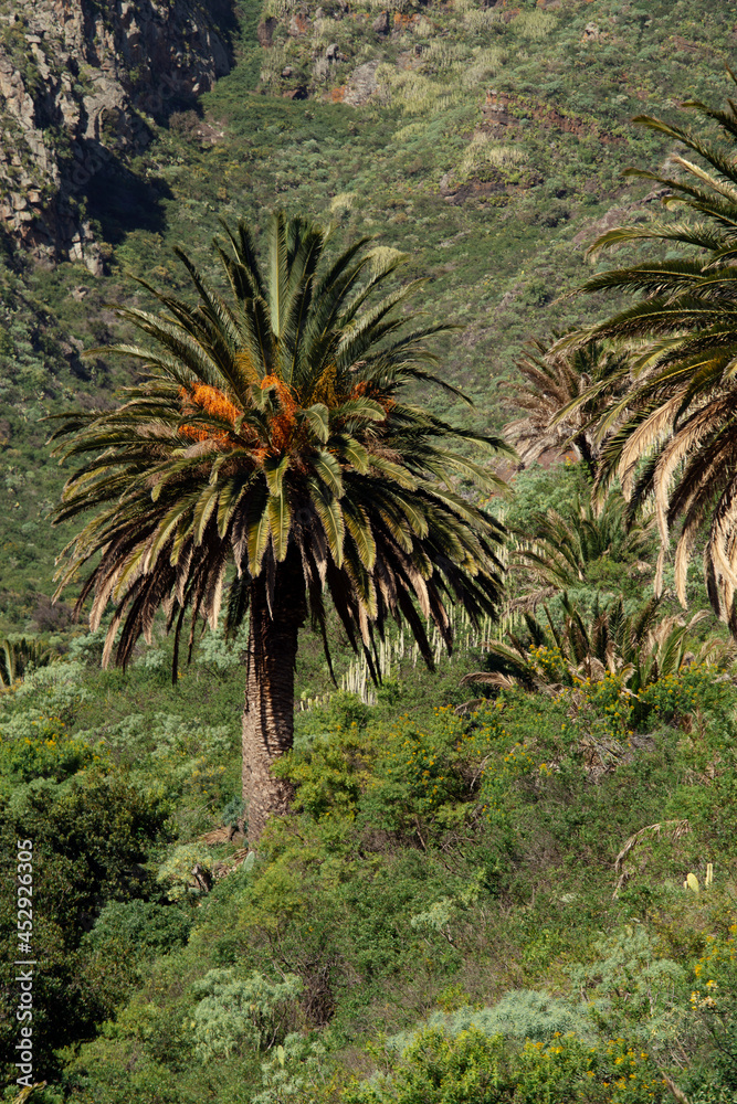 Palmera canaria Stock Photo | Adobe Stock