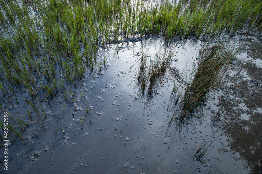Early morning sunlight reflected in shallow water of a salt marsh ...