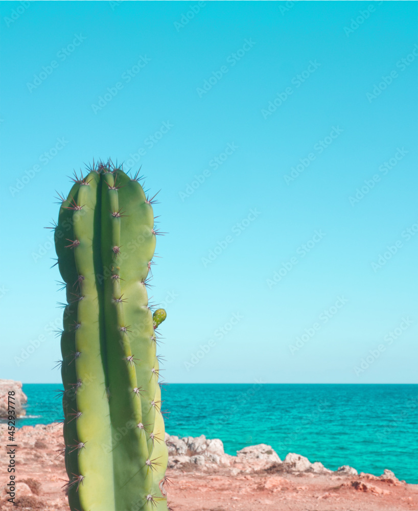 Huge cactus on rocky coast, sea and blue sky background. Green big ...