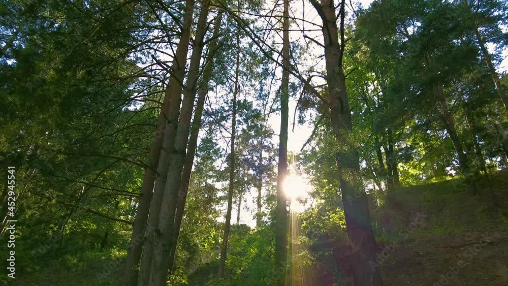 Green Forest. Pine Trees Fairy Forest. Untouched spruce. Elf land ...