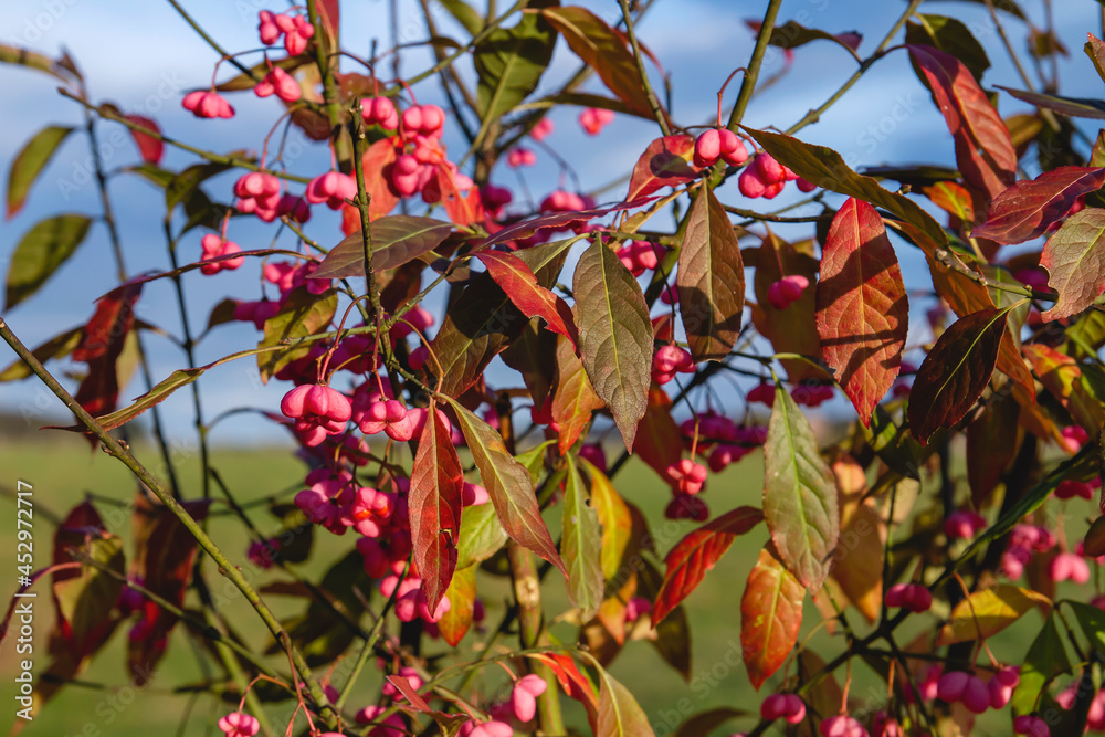 Spindle seed capsules and colorful autumn foliage Stock Photo | Adobe Stock
