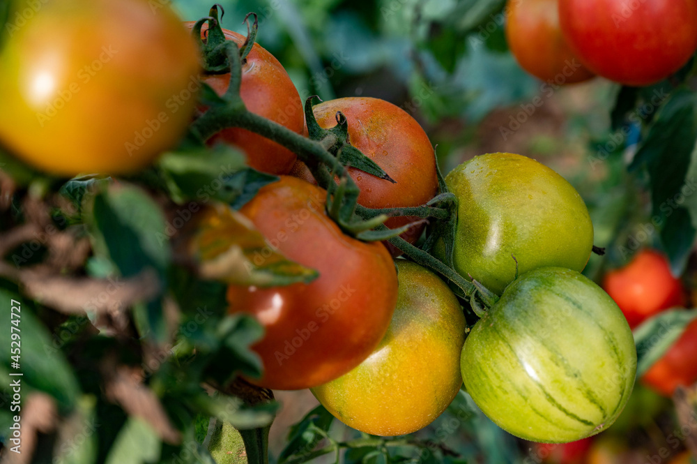 Grappe de grosses tomates bio, biologiques, dans un potager Stock-Foto ...