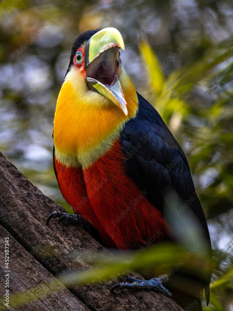 O tucano-de-bico-verde (Ramphastos dicolorus) é uma espécie de tucano ...