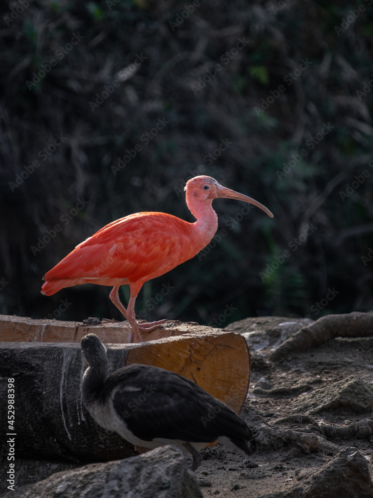 Guará, ave da america do sul de uma cor vermelho e rosa muito bonita no ...
