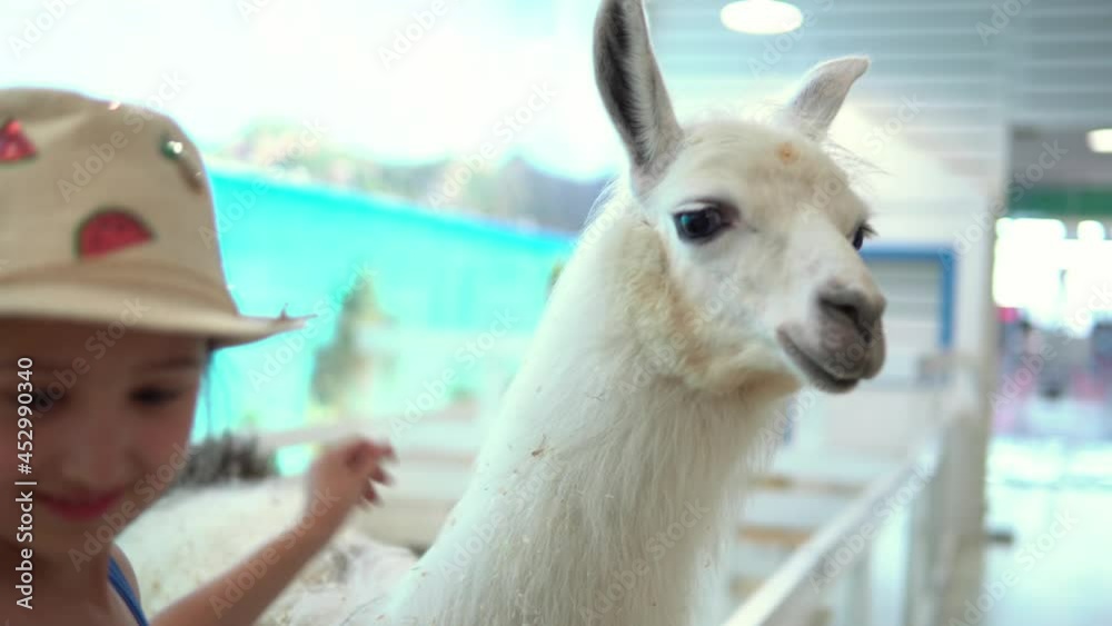 Girl strokes nice white llama in face. Cute Little Children Watching ...