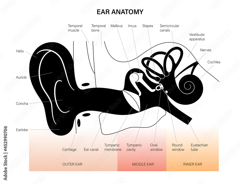 Ear anatomy diagram Stock Vector | Adobe Stock