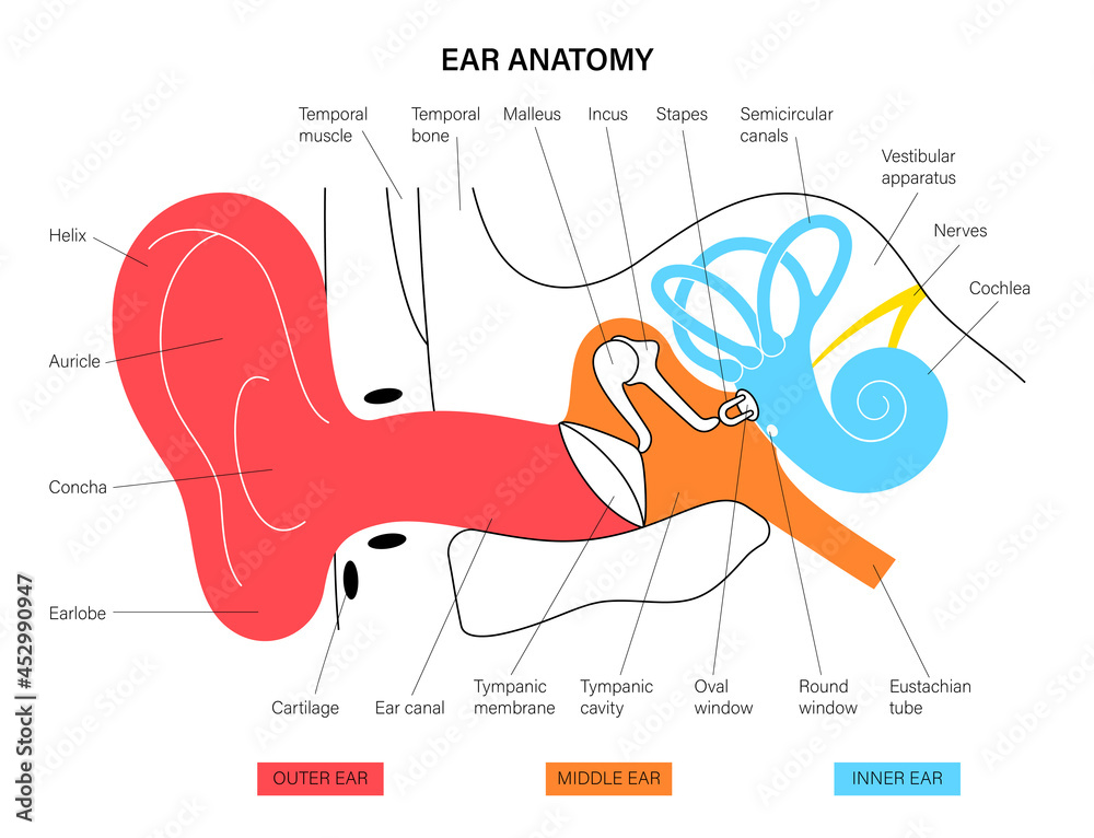 Ear anatomy diagram Stock Vector | Adobe Stock