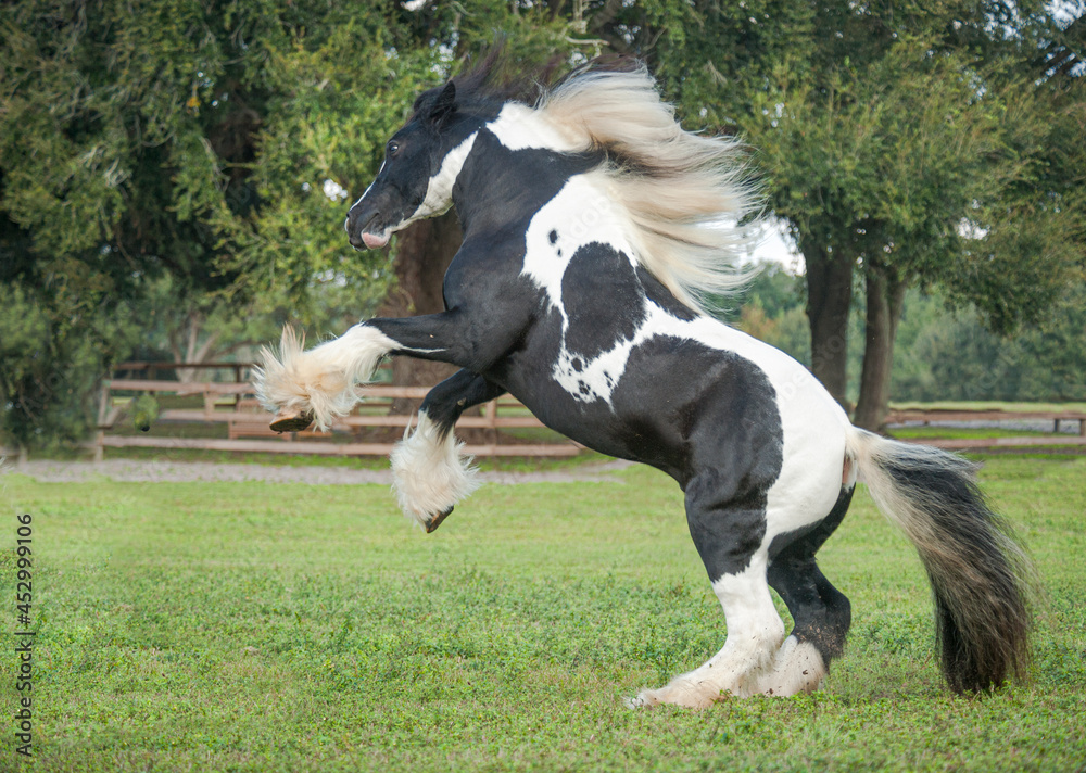 Rearing up Gypsy Vanner Horse stallion Stock Photo | Adobe Stock