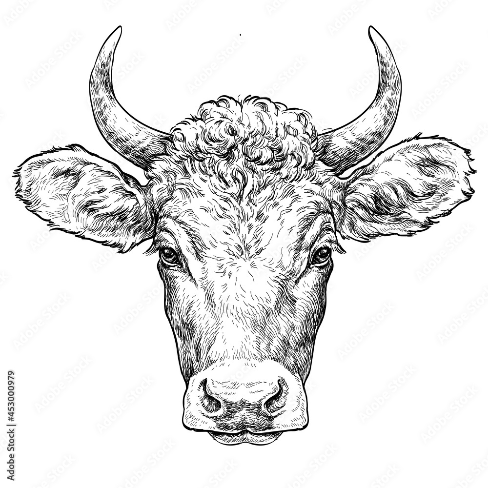 Hand drawn portrait of cute Cow. Vector illustration isolated on white ...