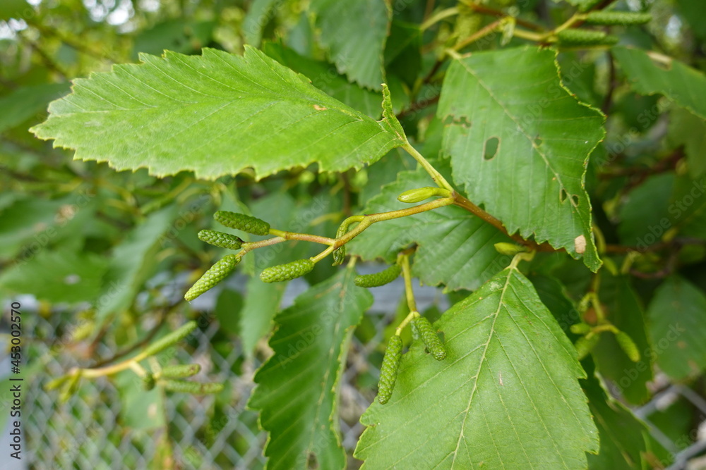 Red Alder (Alnus rubra) is the largest species of alder in North ...