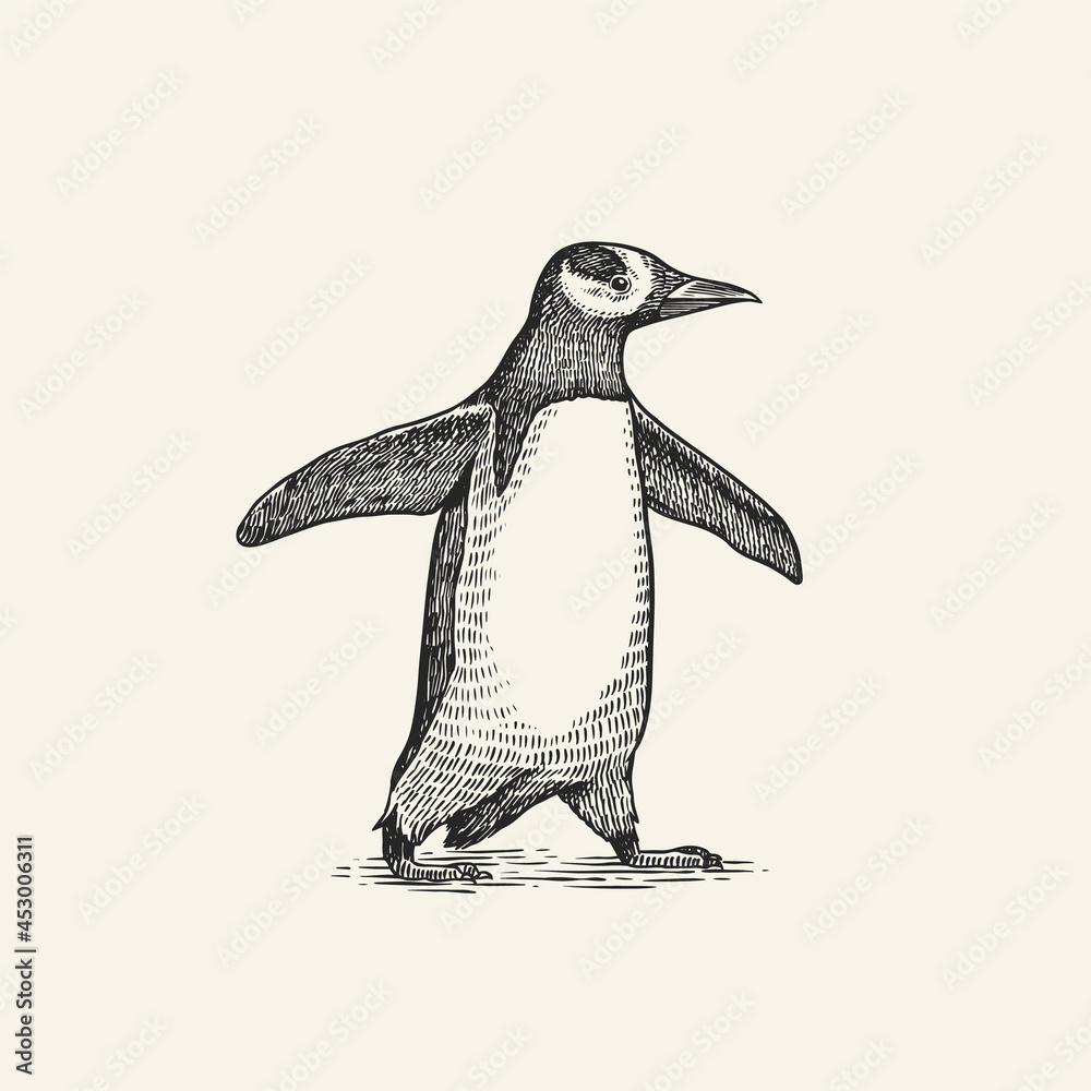 Gentoo penguin. Adelie Chinstrap bird. Vector graphics black and white ...