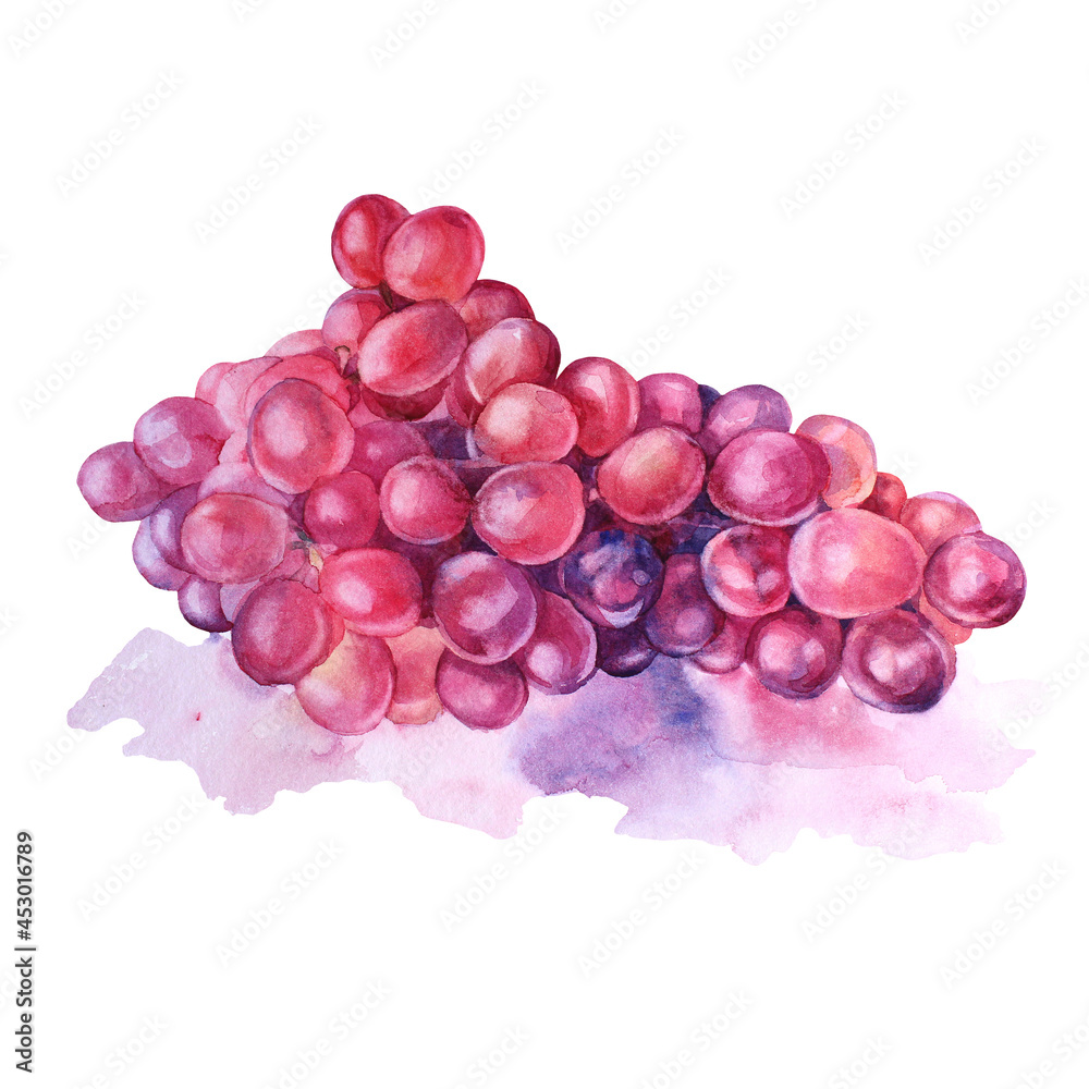 Watercolor hand-drawn purple and red grapes isolated on white ...