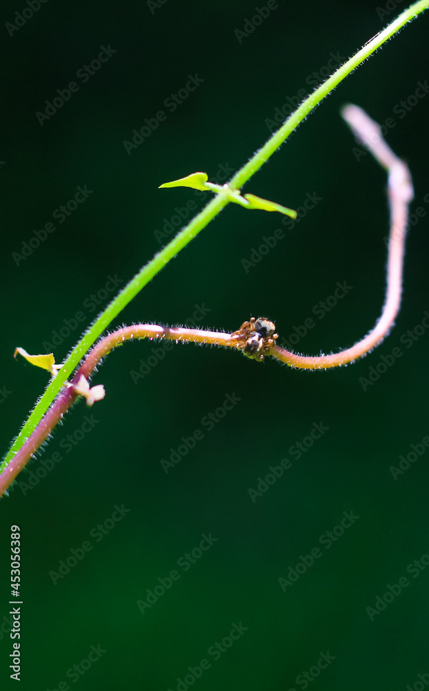 Small common jumping spider. Jumping spiders are a group of spiders ...