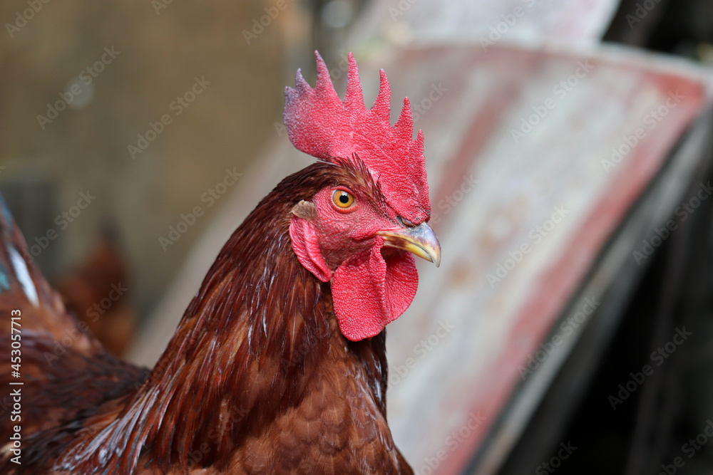 Red rooster on the farm, poultry concept. Portrait of angry cockerel on ...
