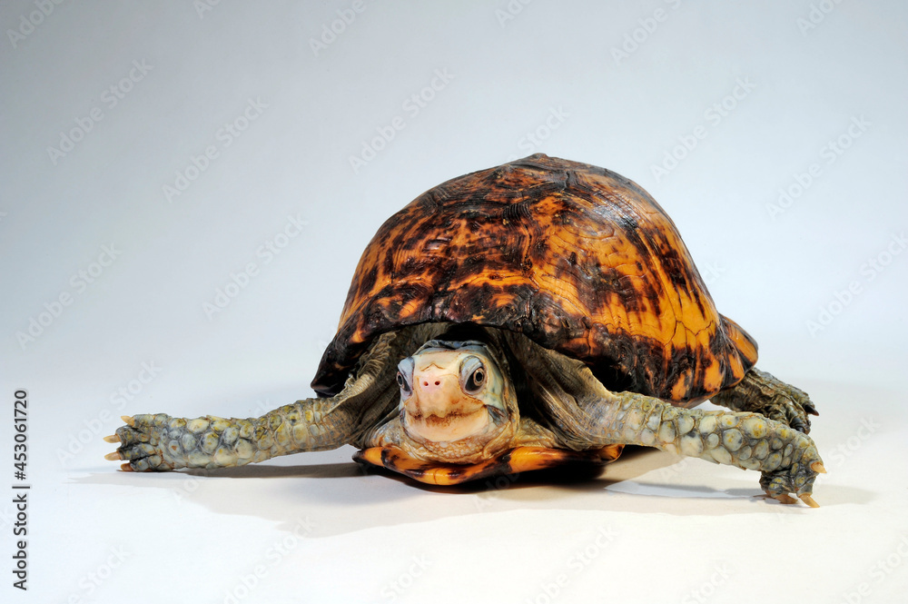 Yucatán box turtle // Yucatan-Dosenschildkröte (Terrapene carolina ...