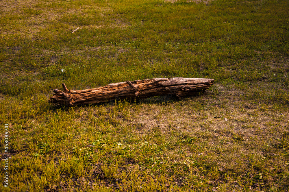 Old rotten wood weathered mouldering tree. Weathered tree destruction ...