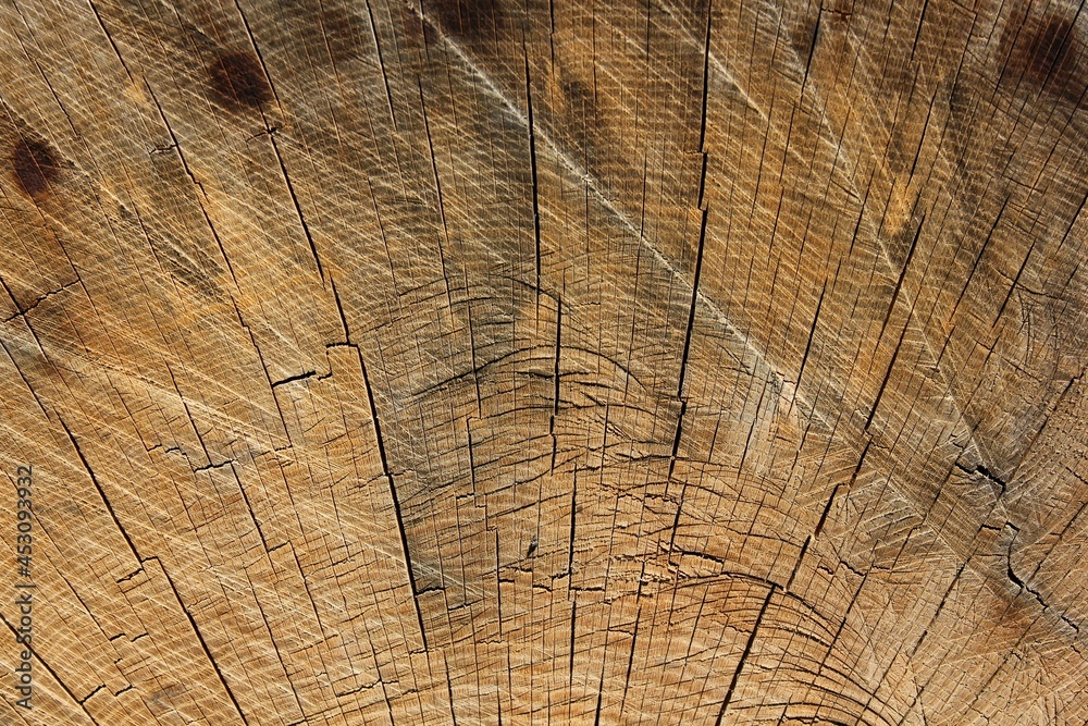 Cross section of a freshly cut felled old tree trunk with many growth ...