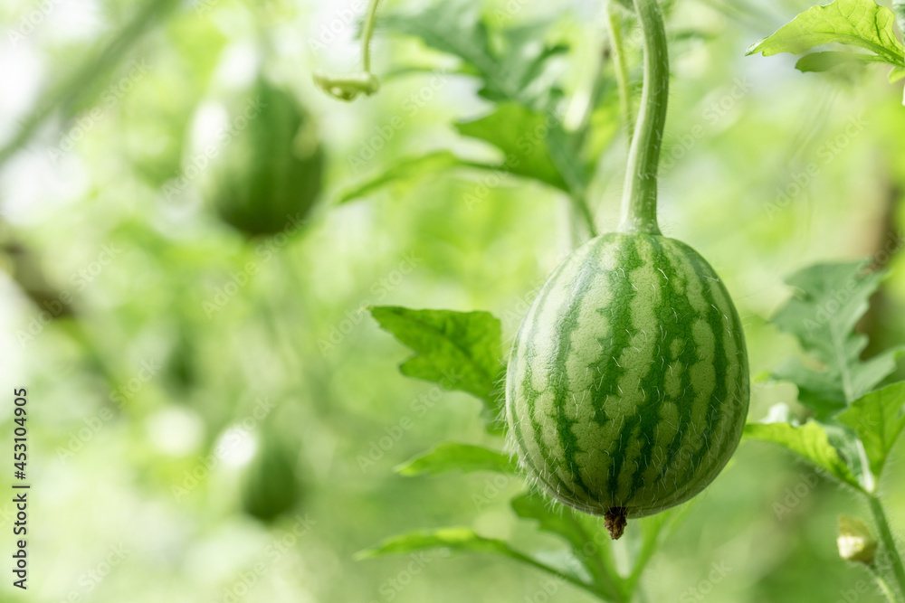Watermelon Fruit Tree
