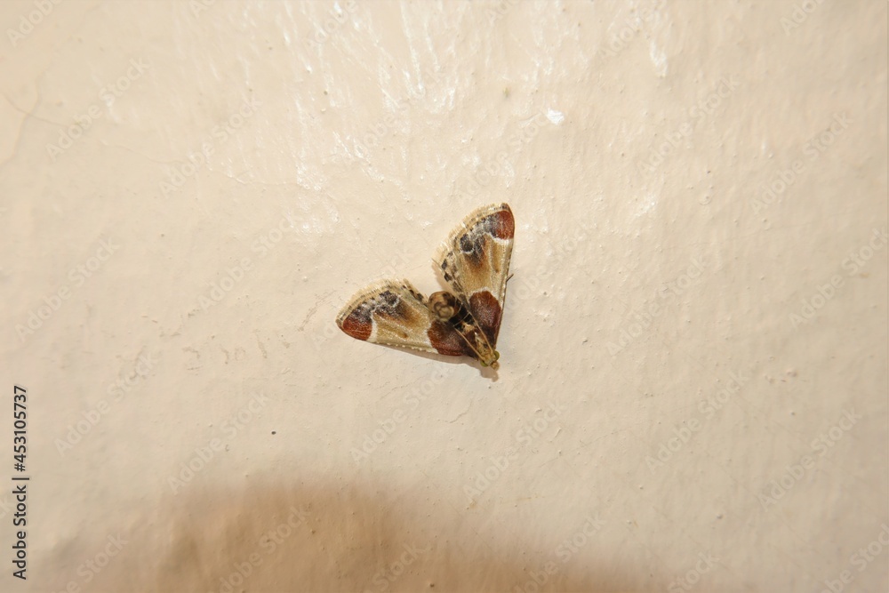 Moth isolated on a white background. Amazingly camouflaged insect that ...