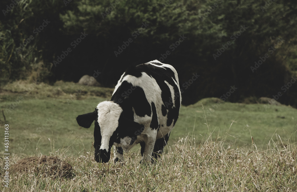 Artistic image of a black and white cow in a mysterious old dark field ...