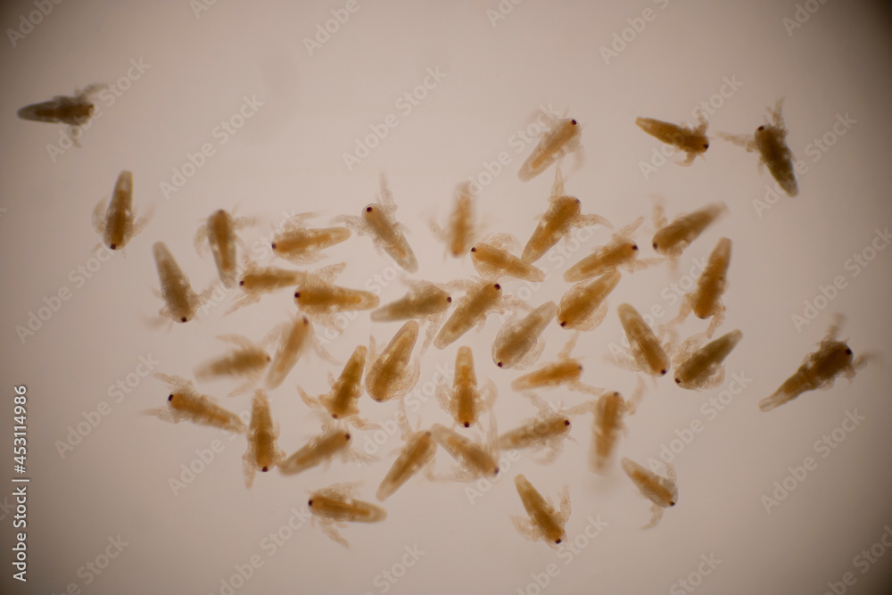 Artemia larvae in light microscope, Artemia plankton under a microscope ...