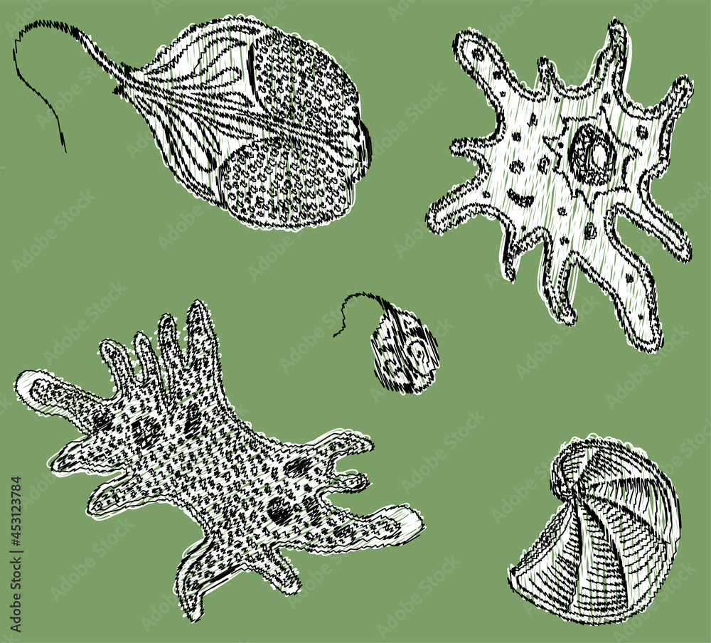 Vector drawings of set various decorative protozoa and amoebas Stock ...