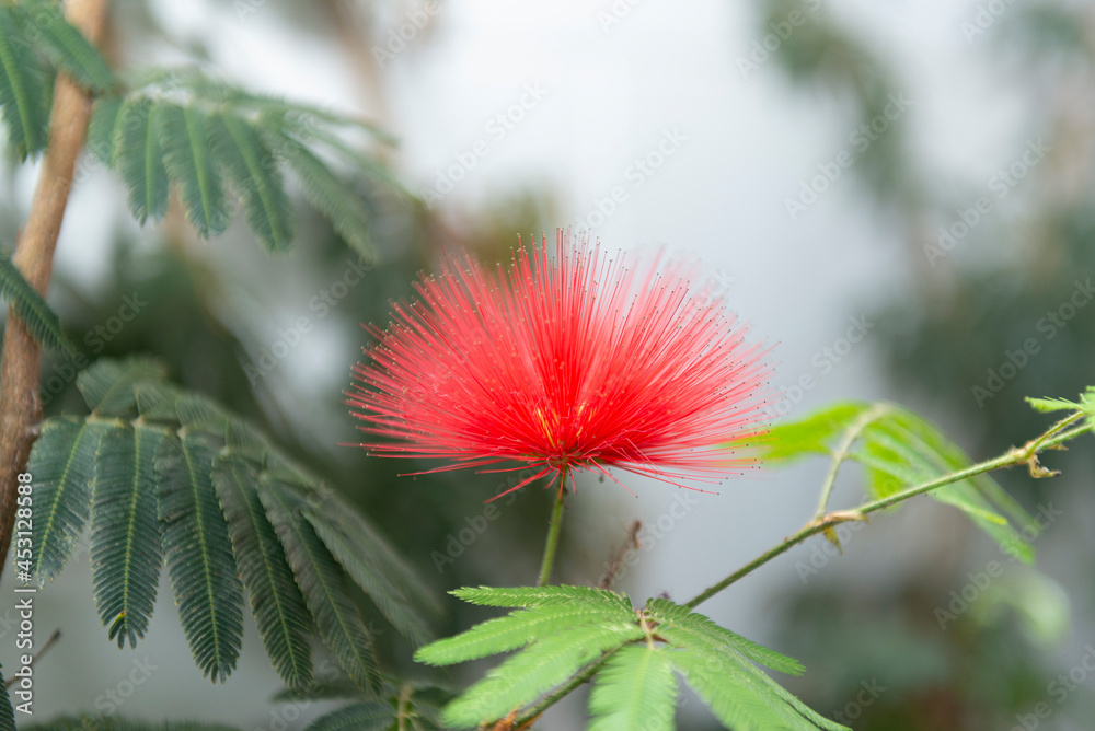 Calliandra harrisii is a species of flowering plants of the genus ...