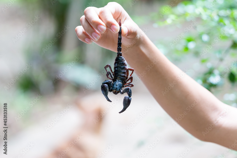 selective focus A large black scorpion in teenage boy's hand holding ...