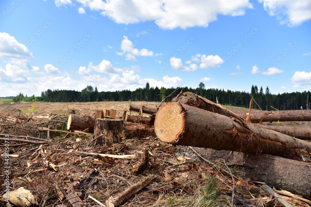 Foto de Deforestation forest and Illegal logging. Cutting trees. Stacks of cut wood. Wood logs ...