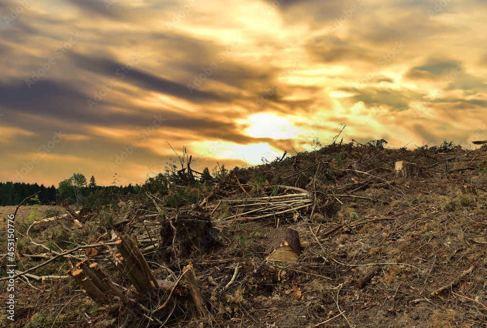 Felled tree against the sunset. Cutting trees at forests area. Stacks ...
