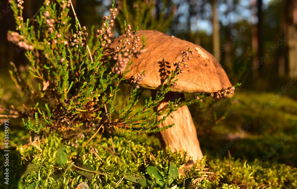 White Mushroom King Boletus Pinophilus in forest. Fungal Mycelium in ...